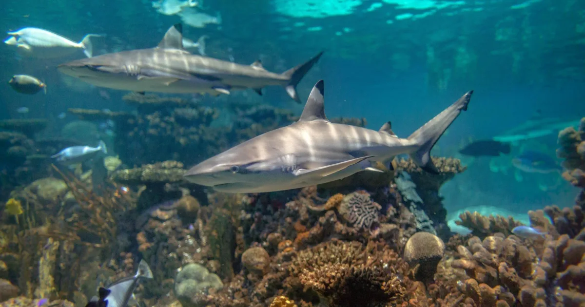 National Aquarium - Shark Talk