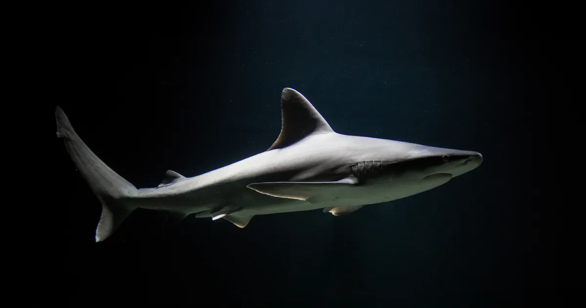 National Aquarium - Sharks of the Chesapeake Bay