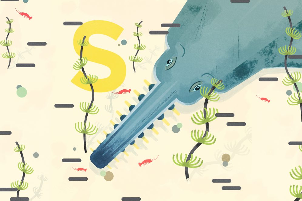 National Aquarium - S is for Sawfish