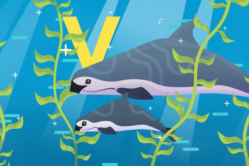 National Aquarium - V is for Vaquita