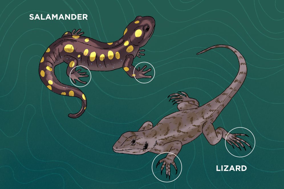 National Aquarium - Mistaken Identities: Lizards vs. Salamanders