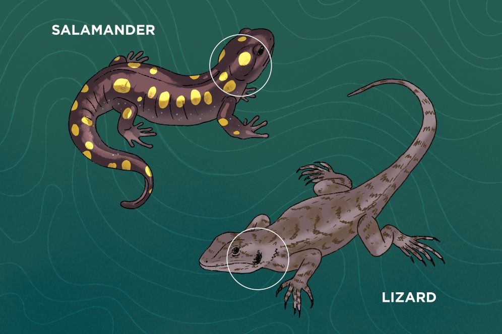National Aquarium - Mistaken Identities: Lizards vs. Salamanders