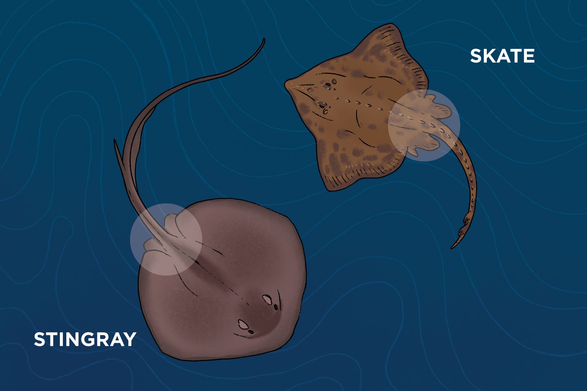 National Aquarium - Mistaken Identities: Stingrays vs. Skates