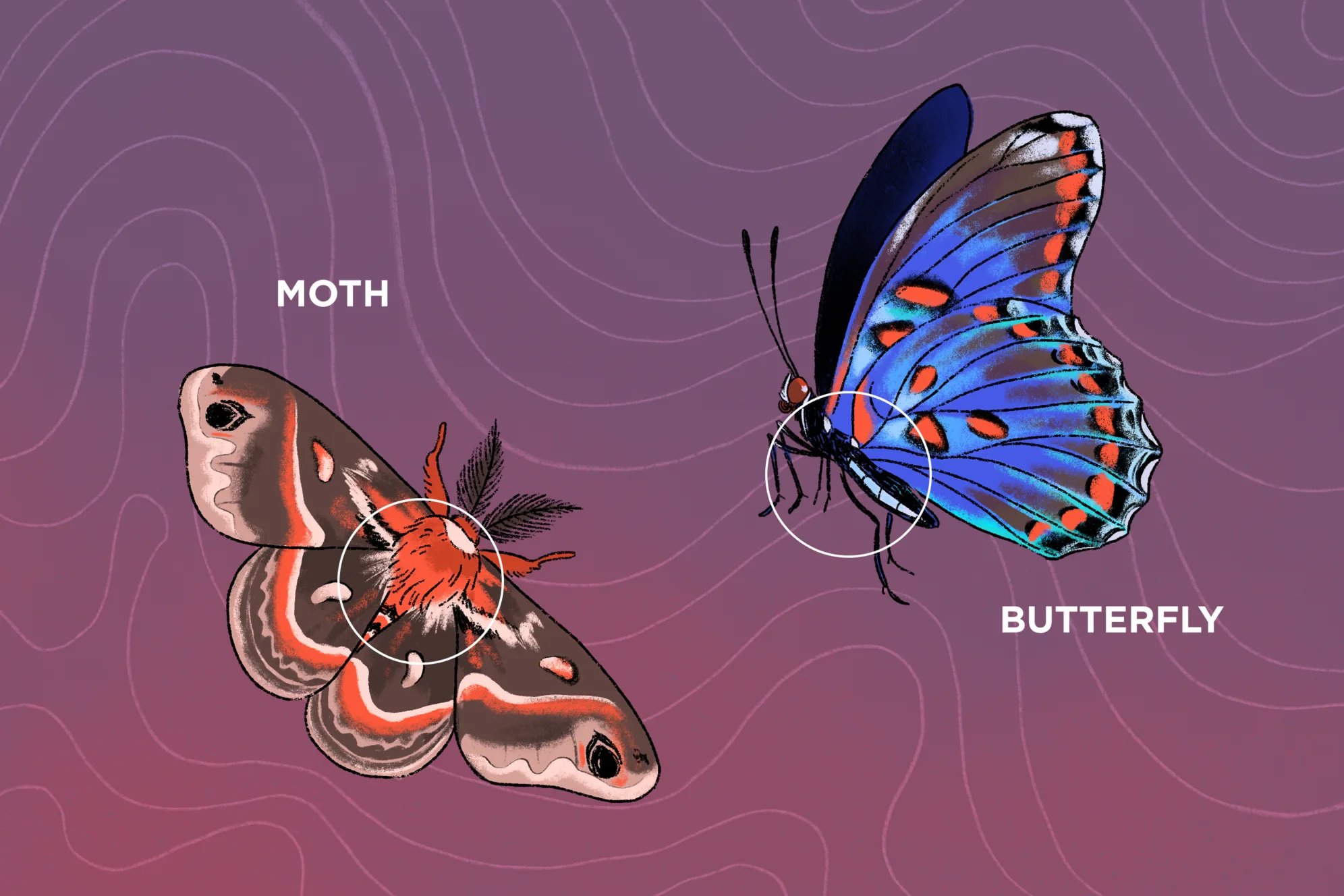 Images Of Butterflies And Moths First Field Guide: Butterflies & Moths