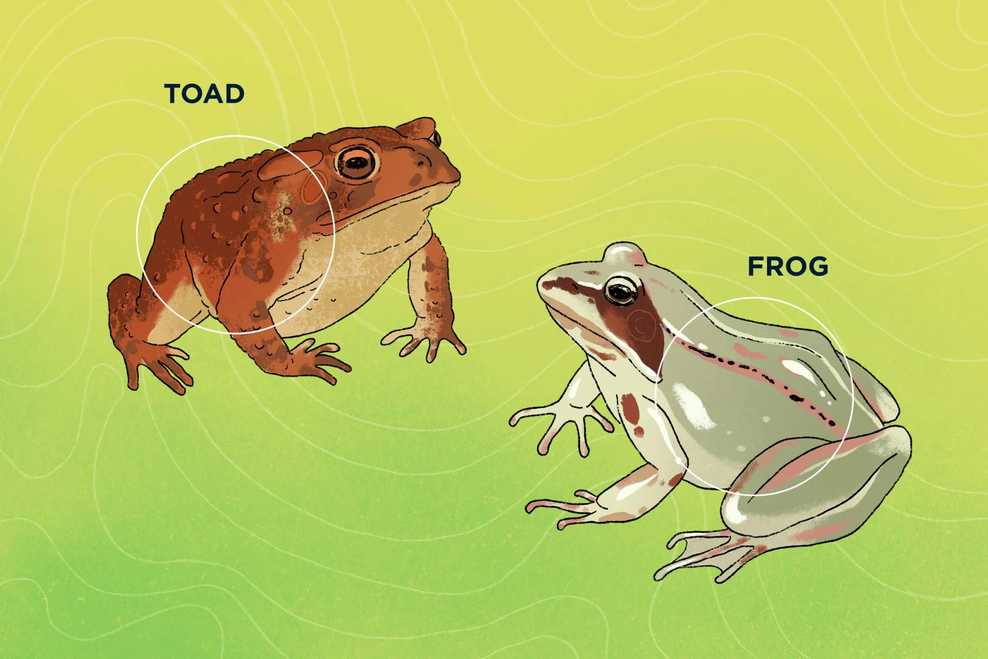 Frog Kidney LIEDER The Frog (Rana), 20 Microscope Slides