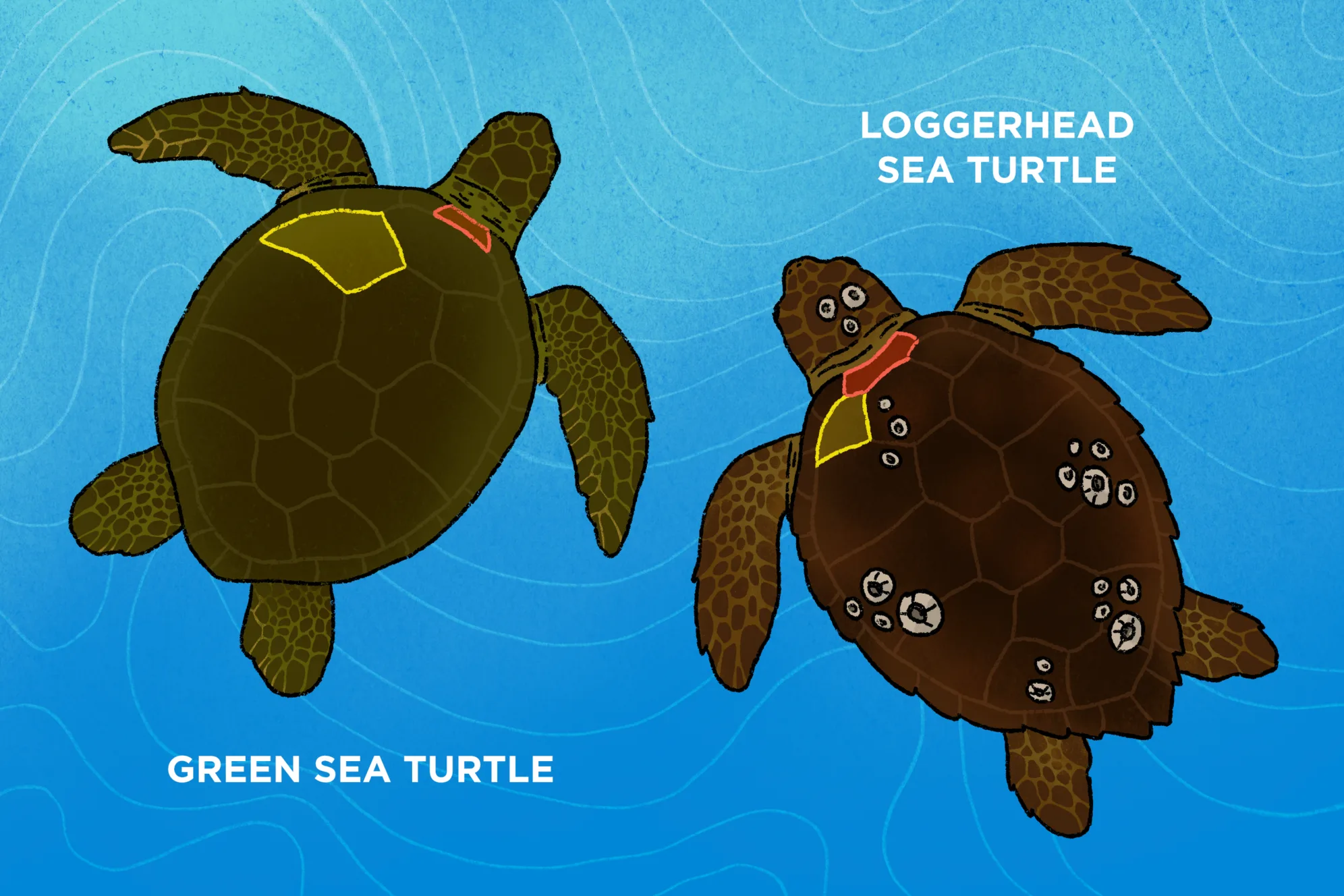 Logger Sea Turtle