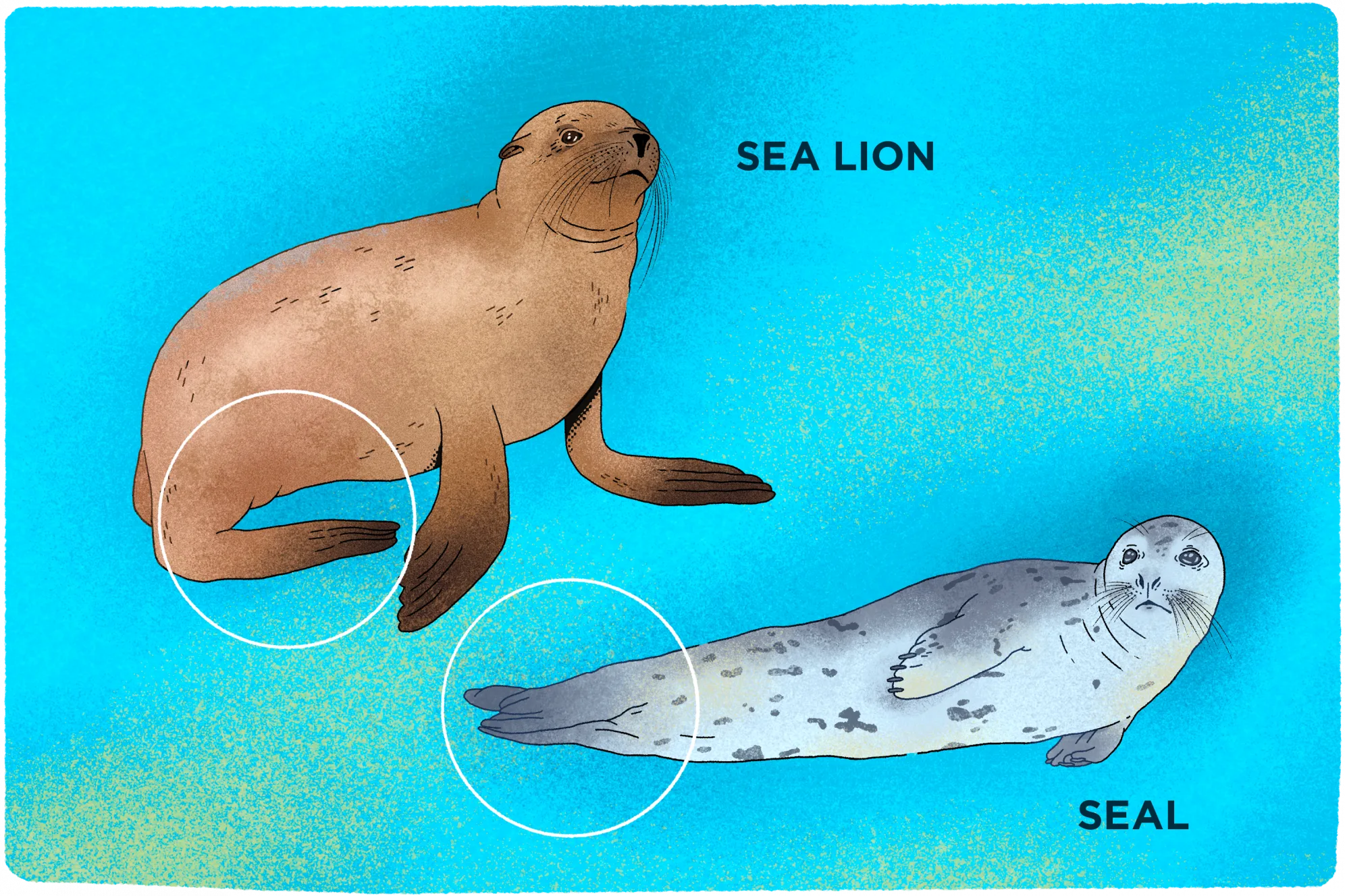 Sea Lion V Massive Sea Lion And Fur Seal Hunting In The Patagonian