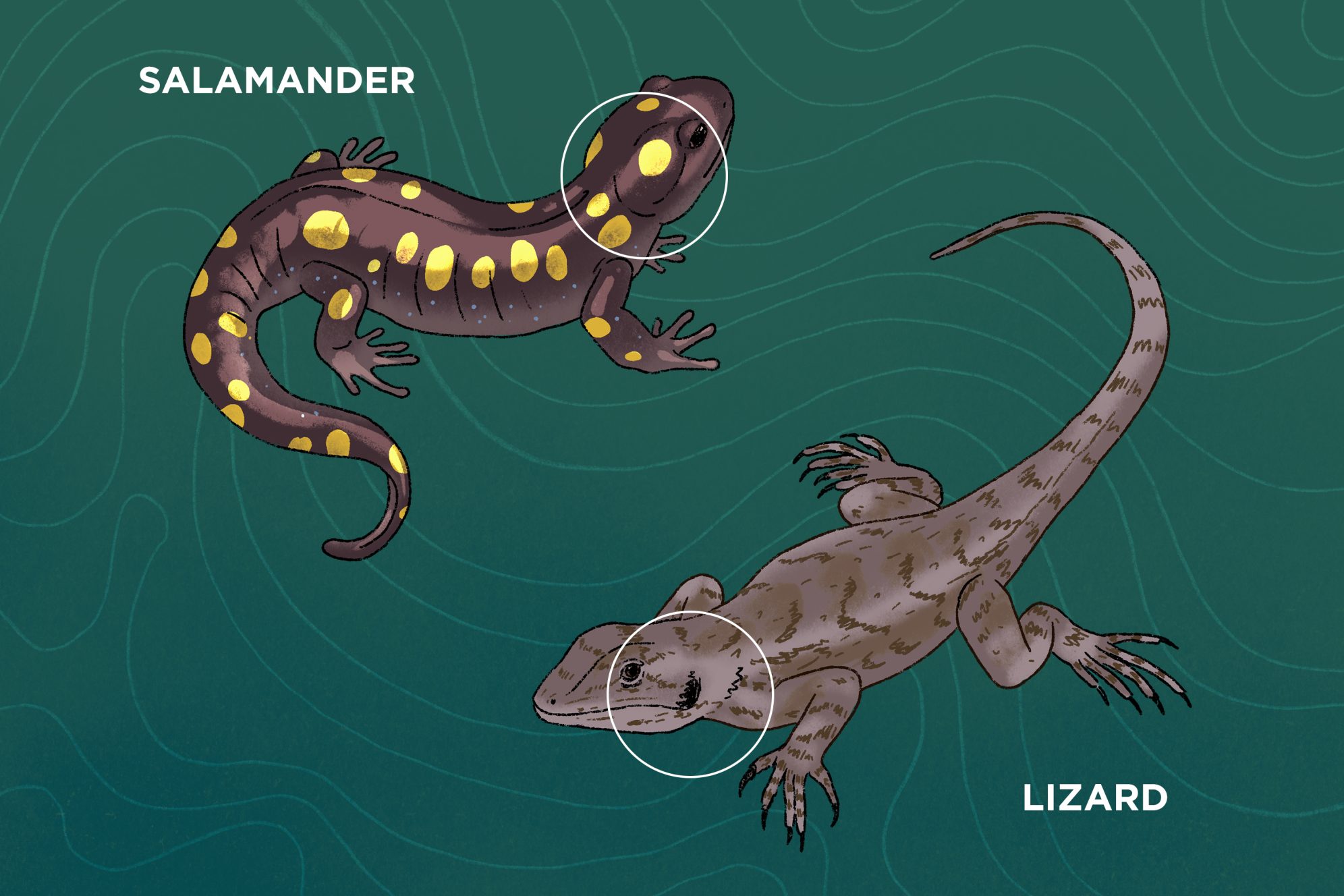 National Aquarium - Mistaken Identities: Lizards vs. Salamanders