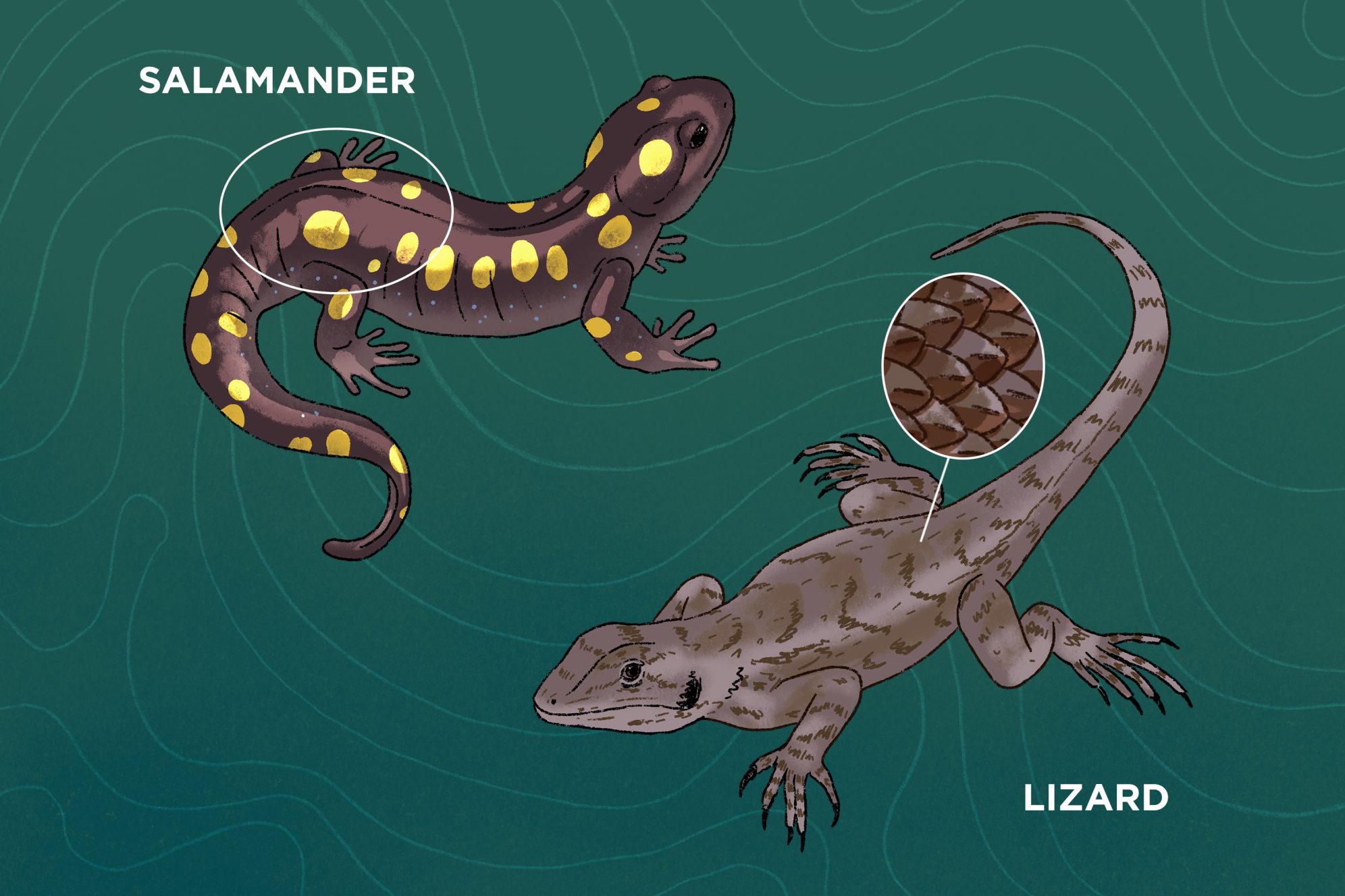 National Aquarium - Mistaken Identities: Lizards vs. Salamanders