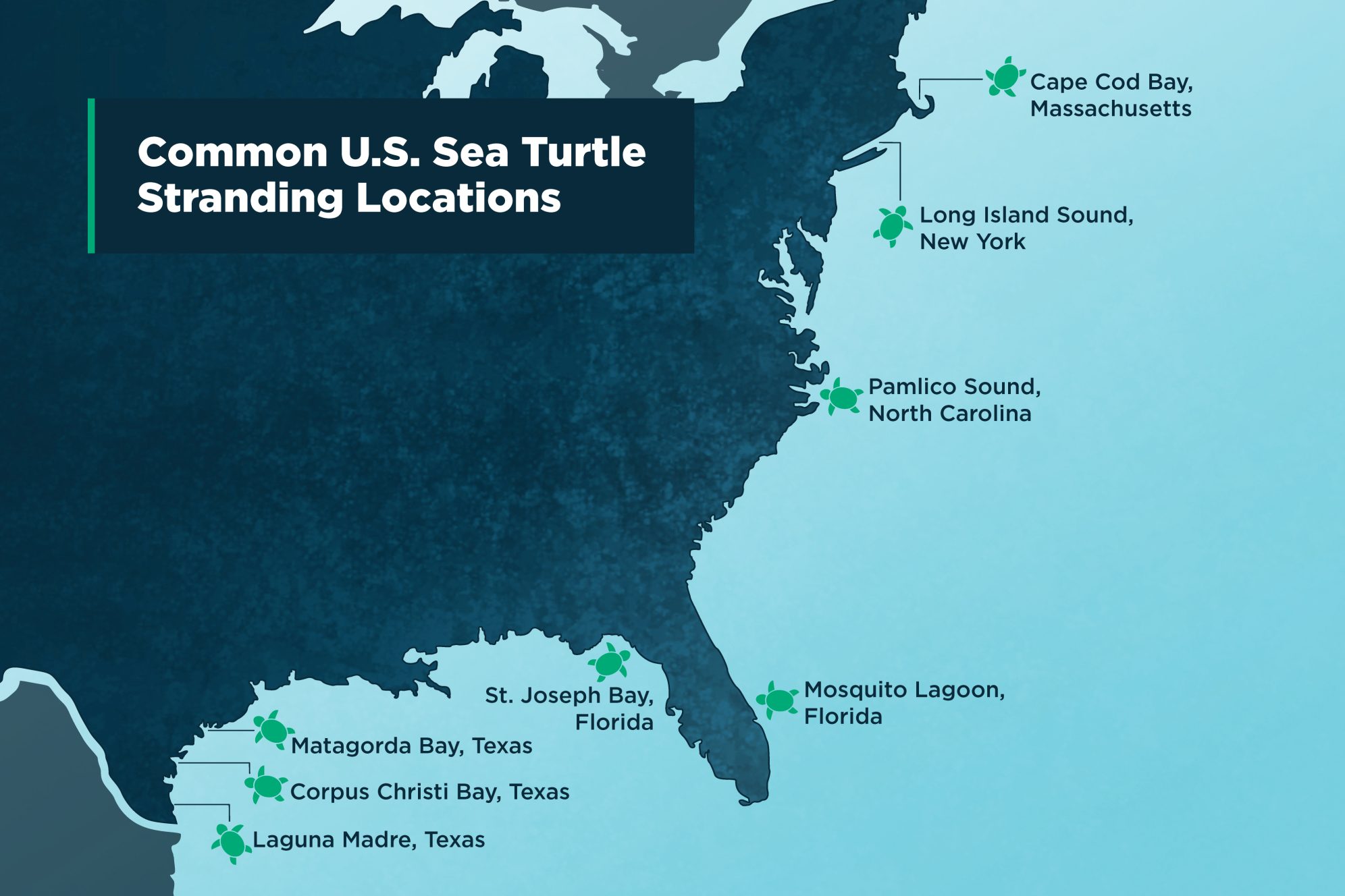 National Aquarium - What is Cold Stunning?