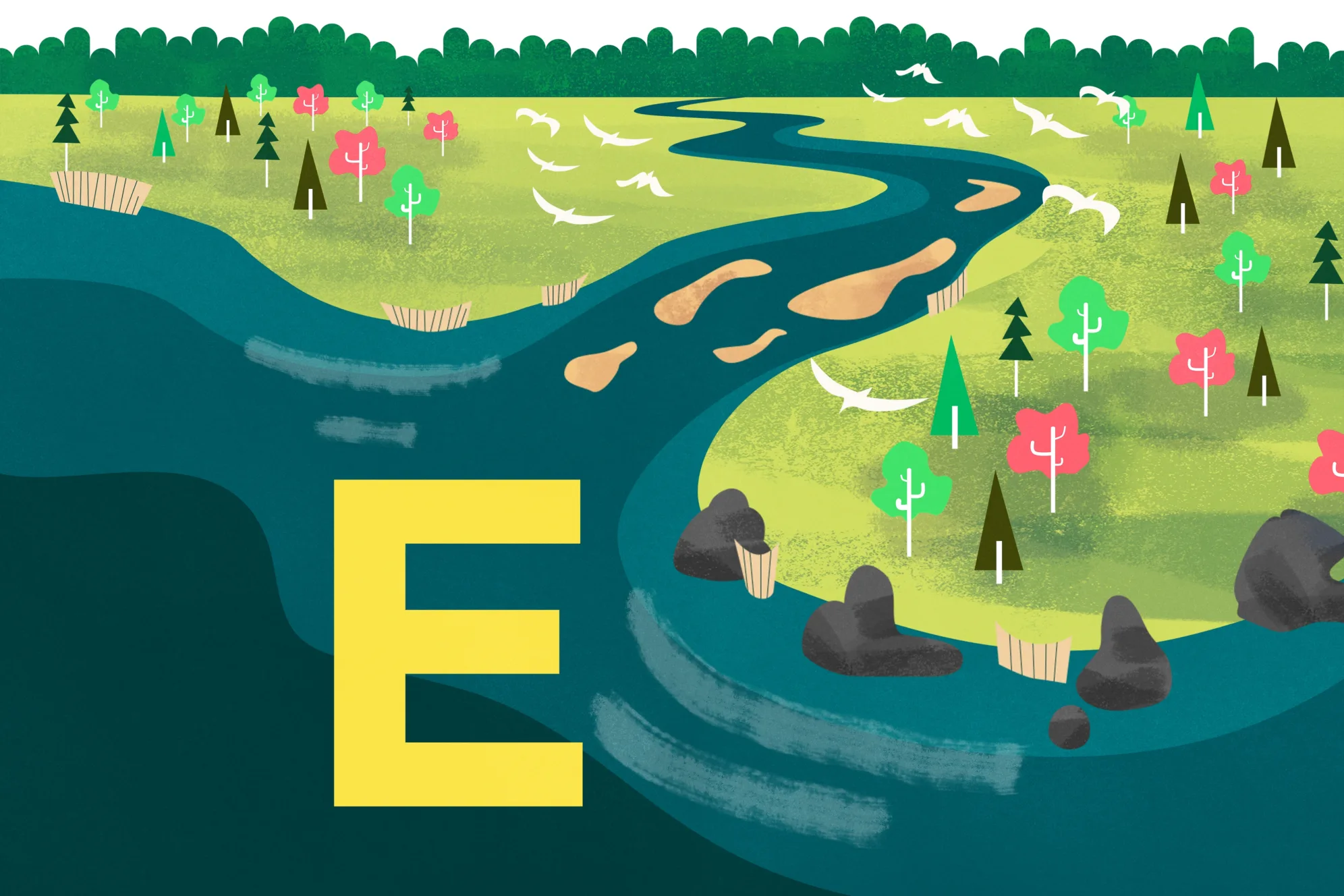 Estuary Cartoon Basal Detail, Mangrove, Clarence River Estuary The