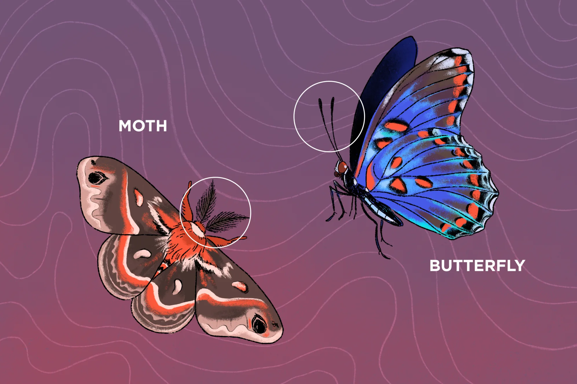 Butterfly Vs Moth How To Tell The Difference