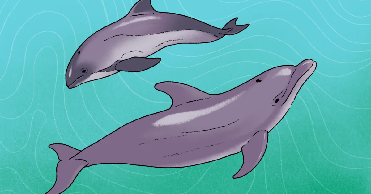 National Aquarium - Mistaken Identities: Dolphins vs. Porpoises