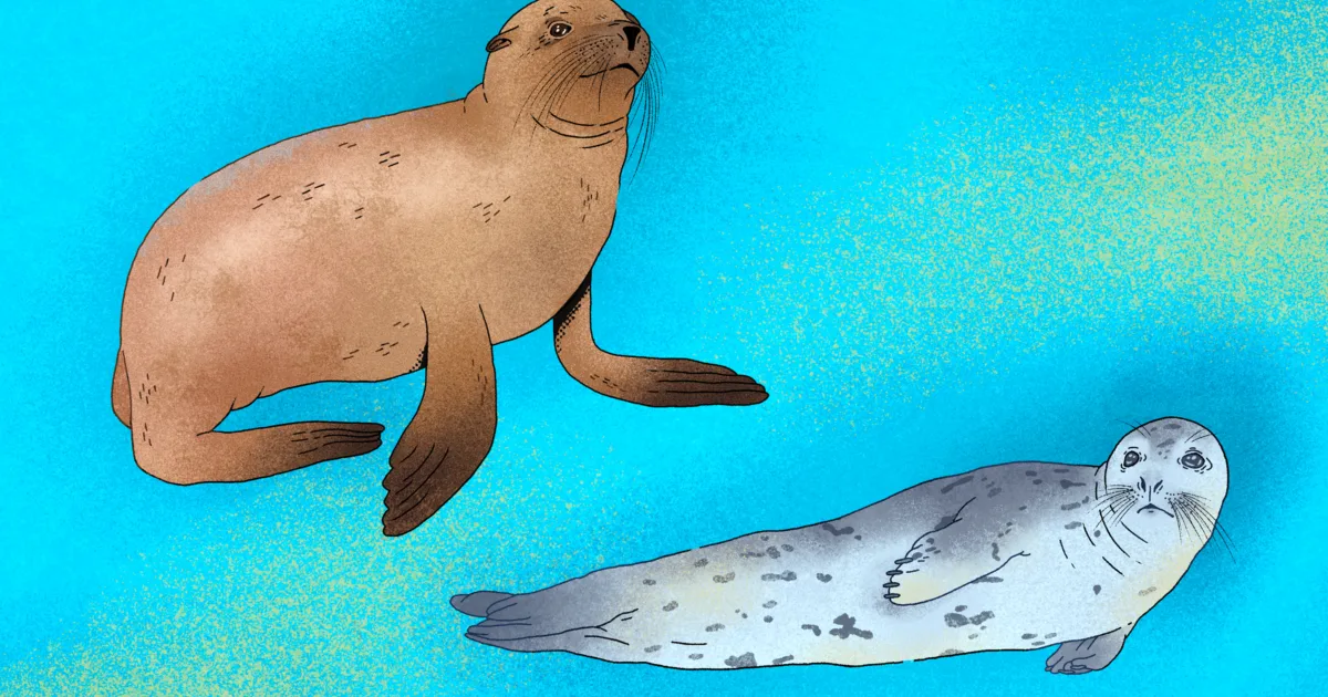 Seal Vs Sea Lion