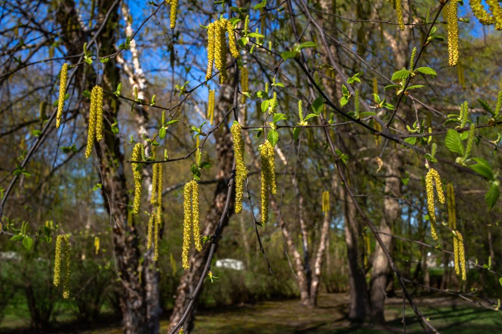 National Aquarium - Native Flora Spotlight