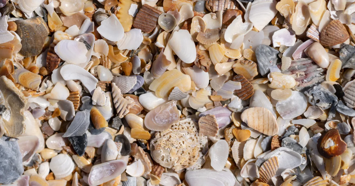 National Aquarium - Wallpaper Wednesdays: Stunning Seashells