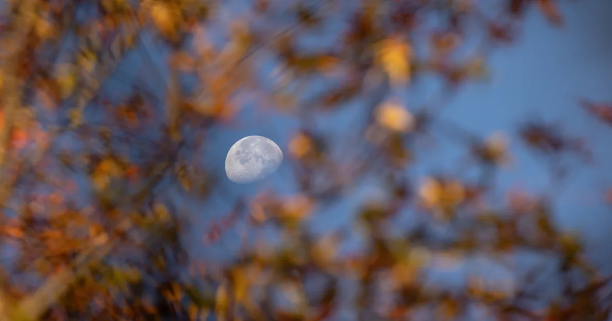 National Aquarium - Wallpaper Wednesdays: Over the Moon for Fall