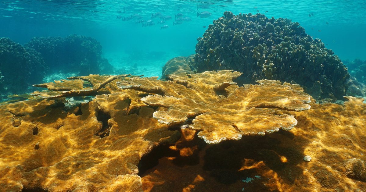 National Aquarium - Field Update: Restoring Coral Reefs