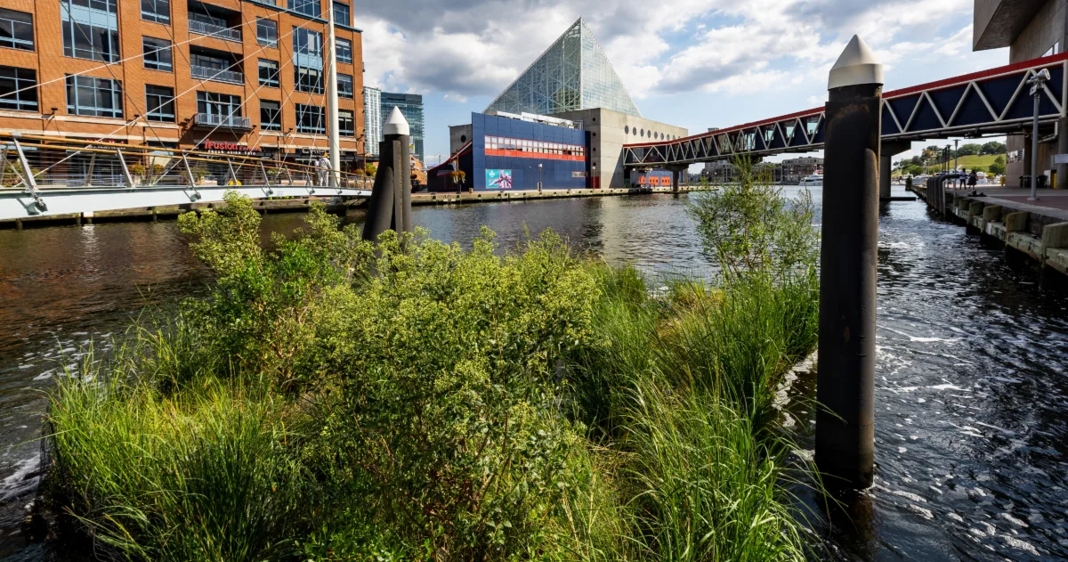 Attractions Baltimore Aquarium