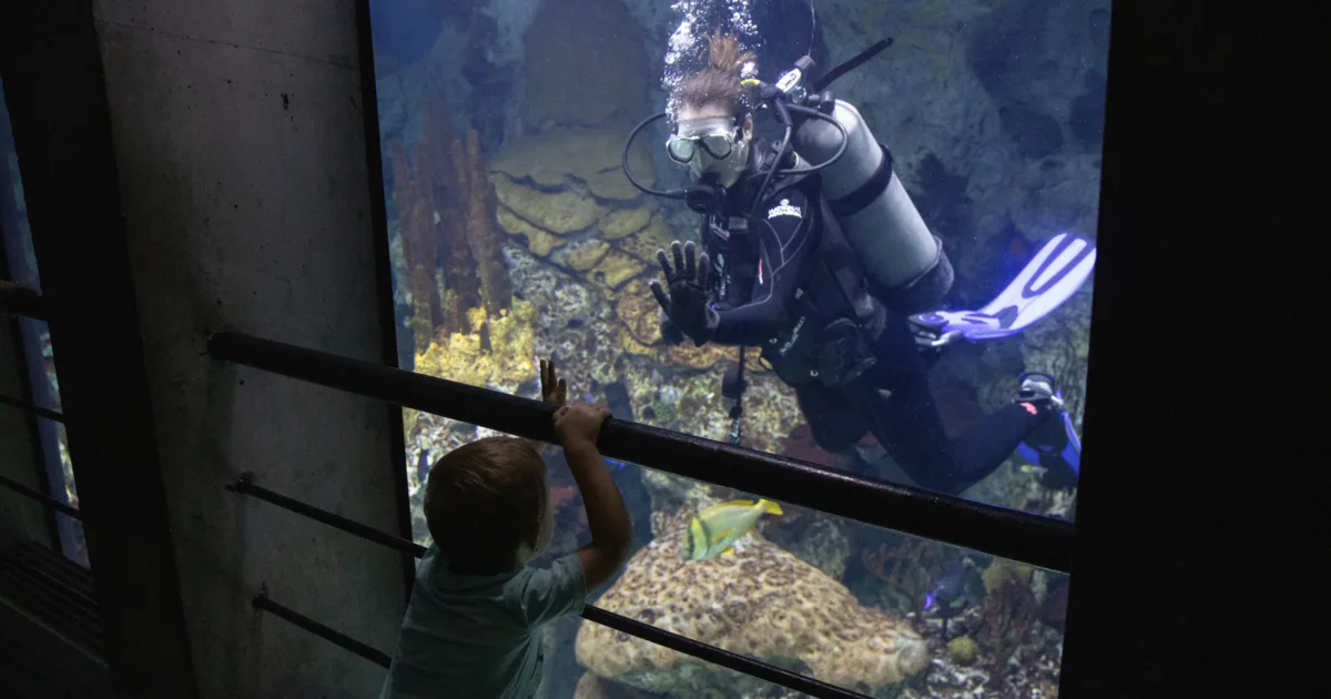 National Aquarium - Divers in Atlantic Coral Reef
